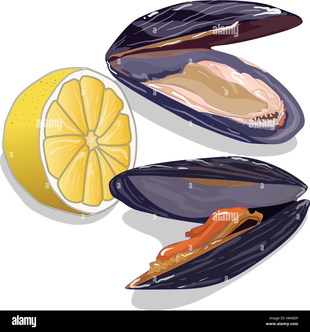 Mussels vector illustration on white background Stock Vector Image ...