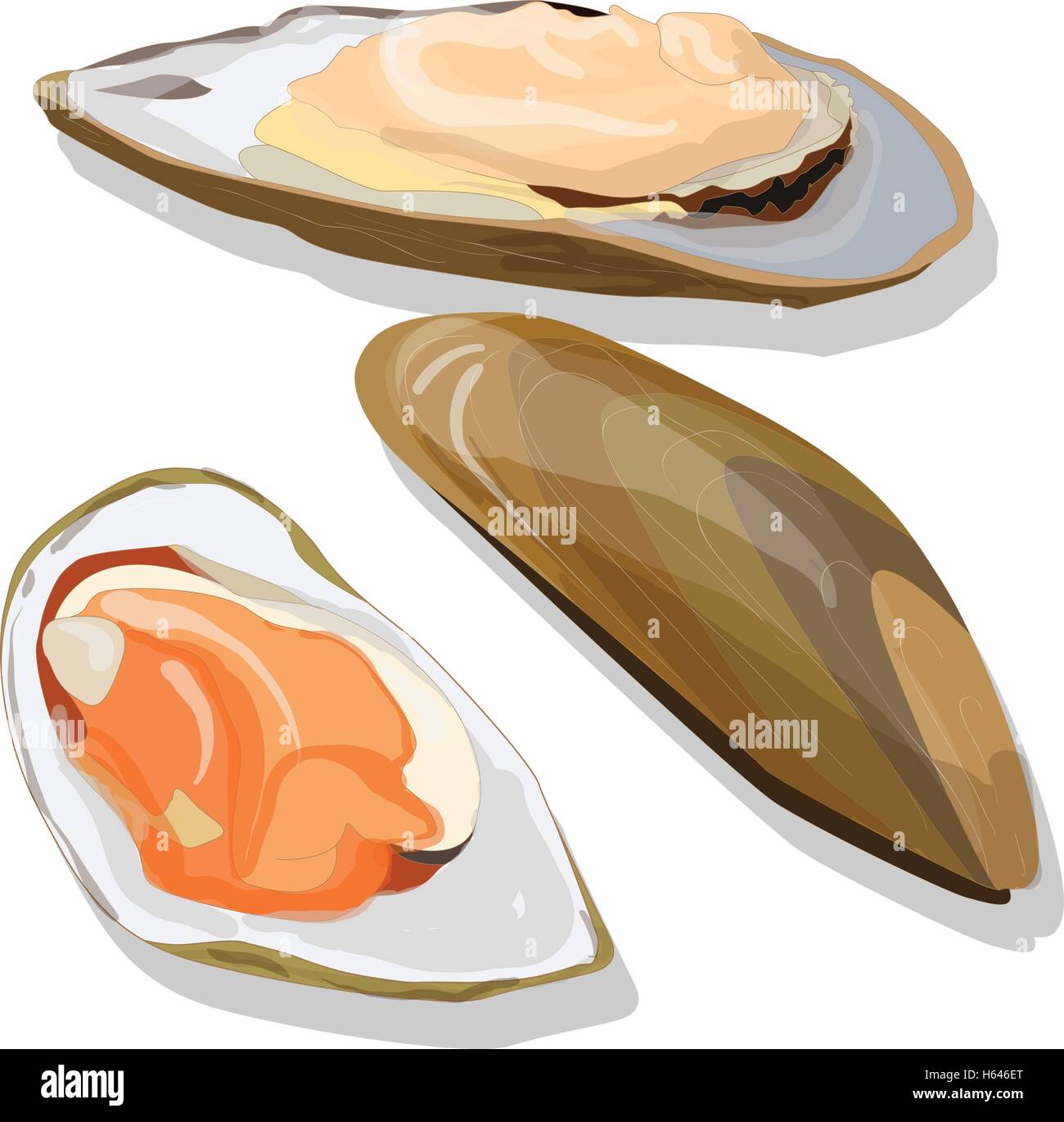 Mussels vector illustration on white background Stock Vector Image ...