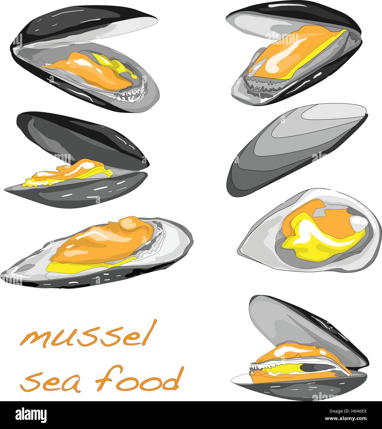 Mussels vector illustration on white background Stock Vector Image ...