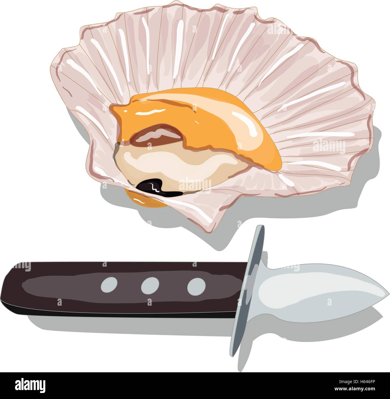Scallop vector image isolated on white background Stock Vector Image ...