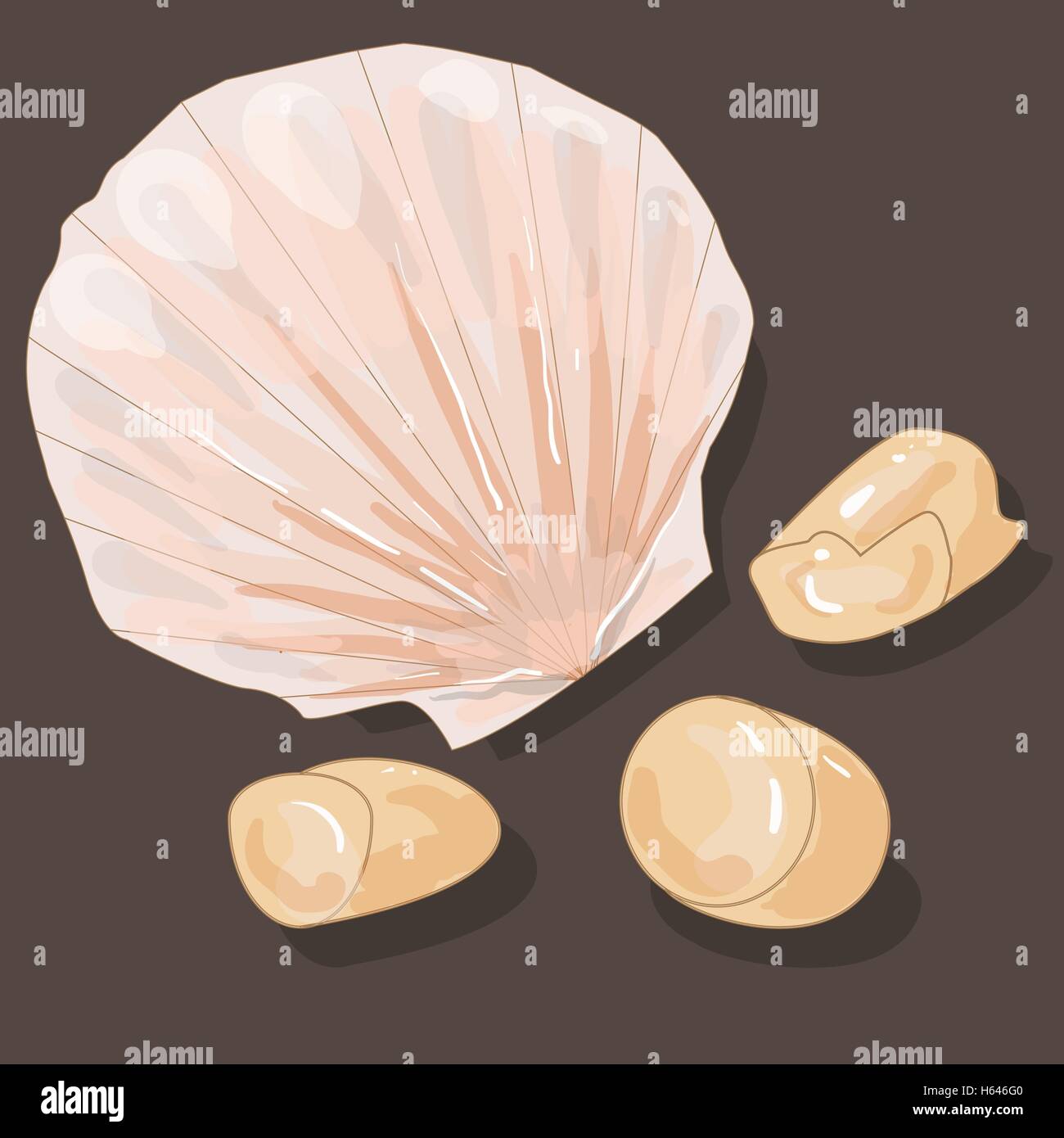 Scallop vector image isolated on white background Stock Vector Image ...
