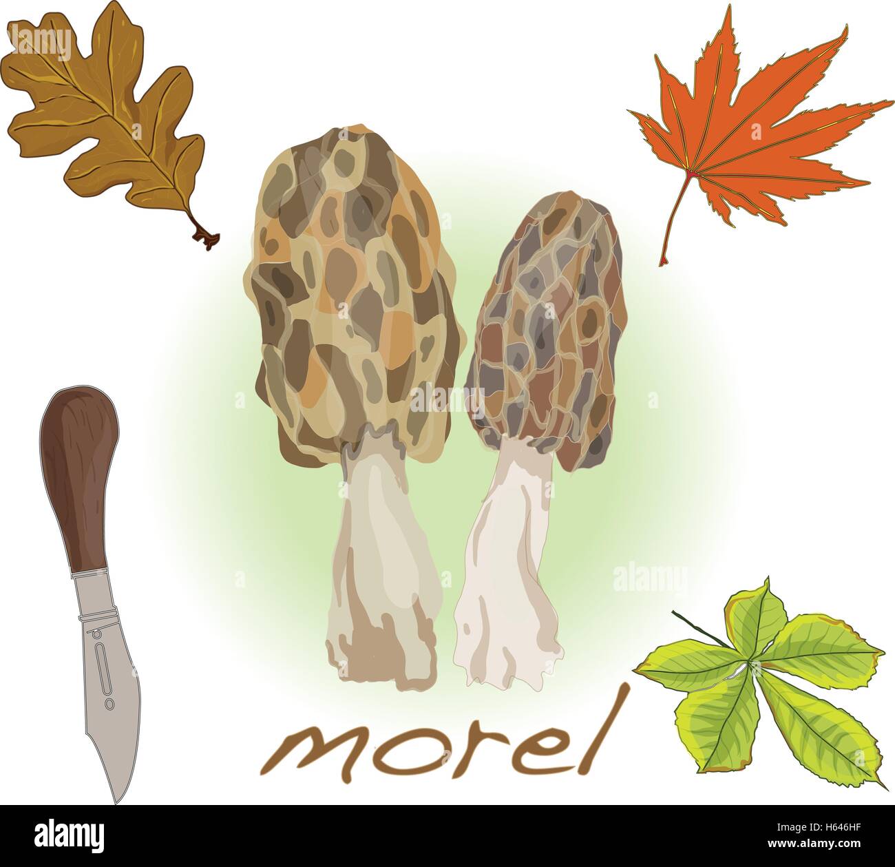 morel, yellow morel, true morel and sponge morel - edible mushrooms ...