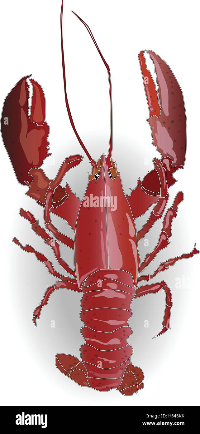 Realistic shrimp set isolated Stock Vector Images - Alamy