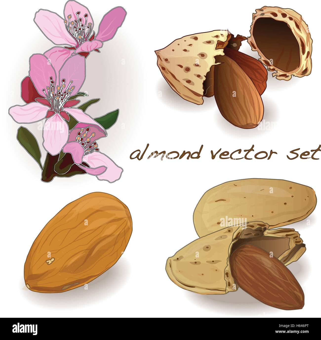 almond set isolated Stock Vector Image & Art - Alamy