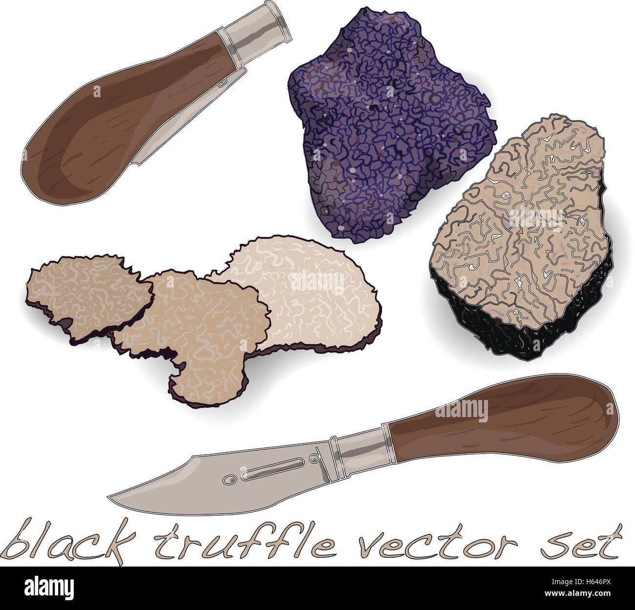 black truffle isolated Stock Vector Image & Art - Alamy
