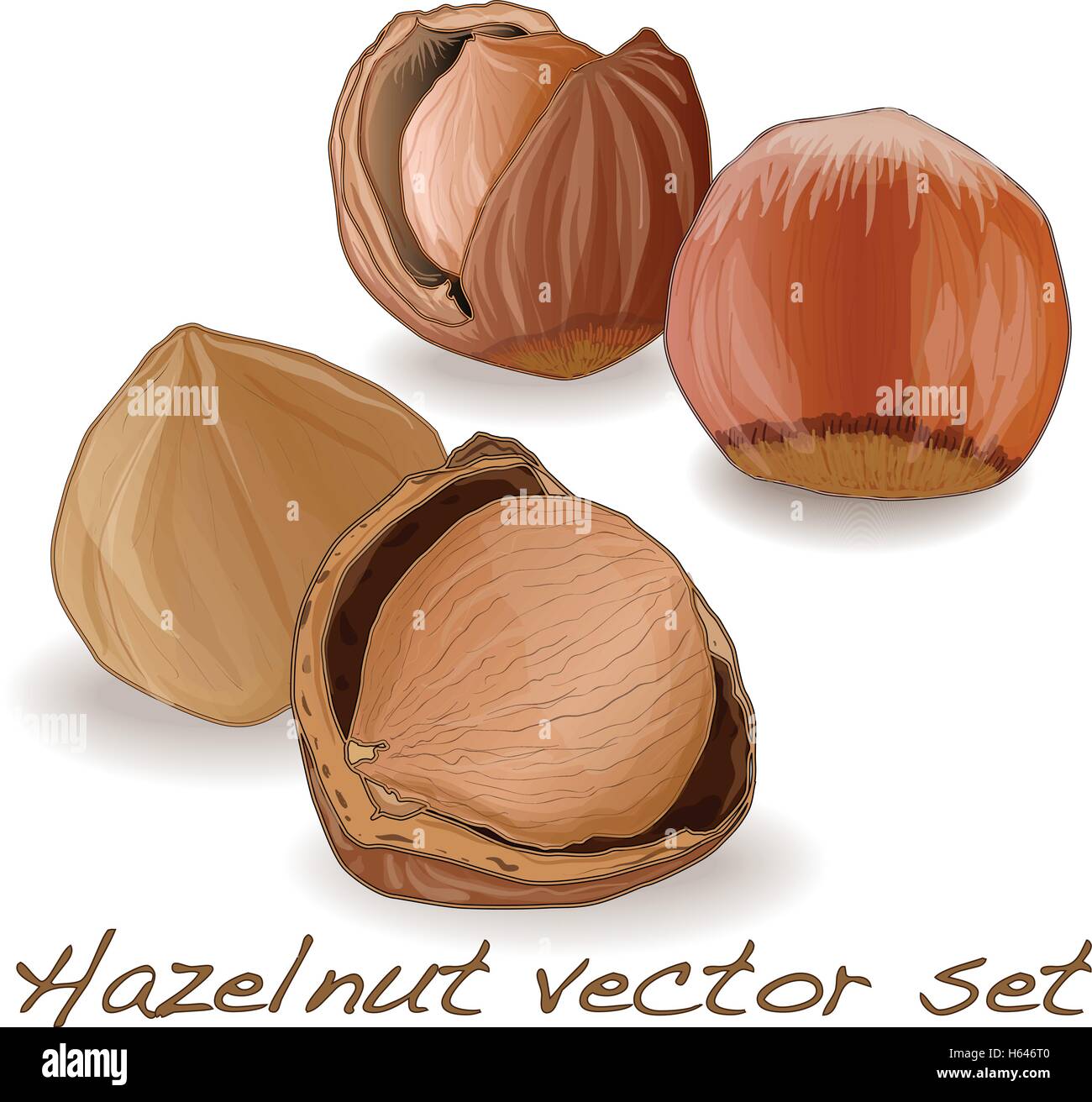 hazelnut vector set isolated Stock Vector Image & Art - Alamy