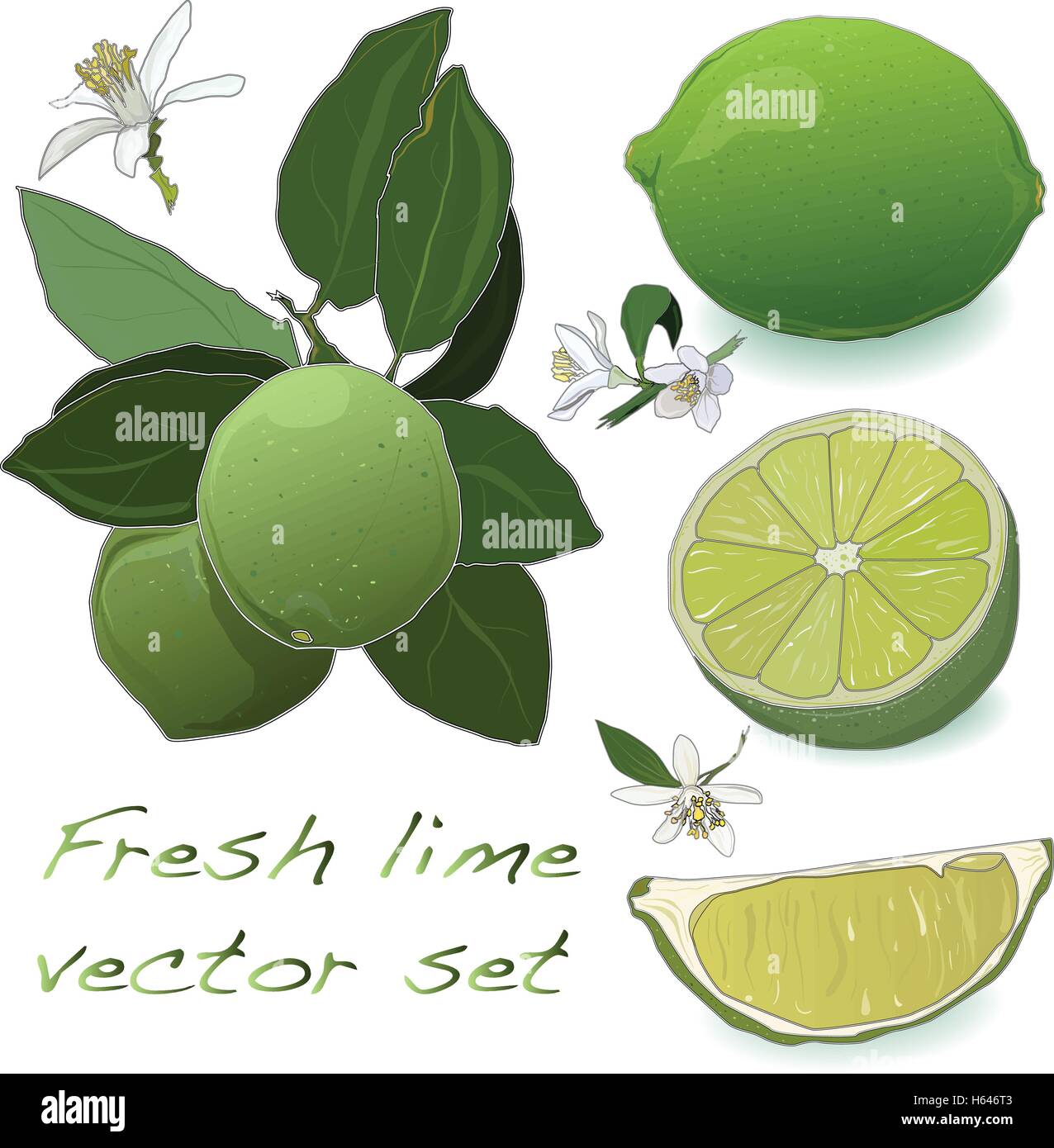 lime set isolated Stock Vector Image & Art - Alamy