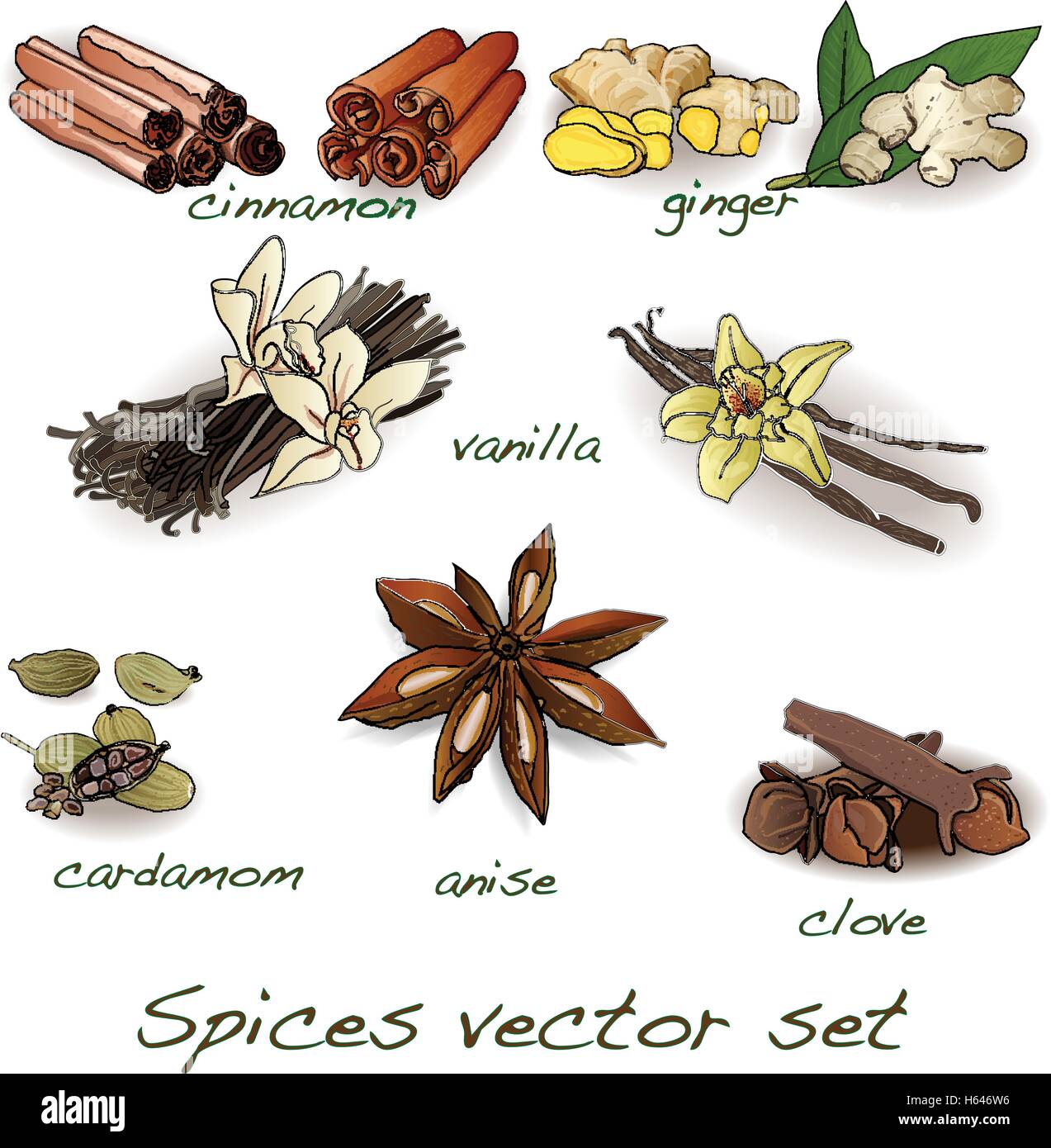 spices vector set isolated Stock Vector Image & Art - Alamy