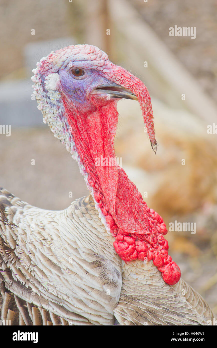 Detailed image of the turkey face Stock Photo - Alamy