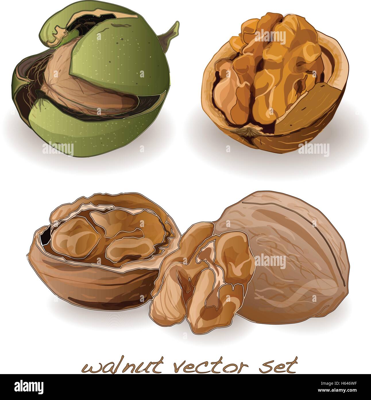 Set of walnut hi-res stock photography and images - Alamy