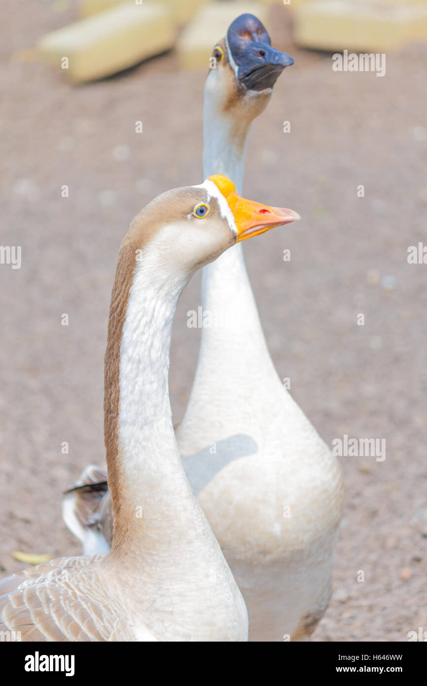 Strong ducks hi-res stock photography and images - Alamy