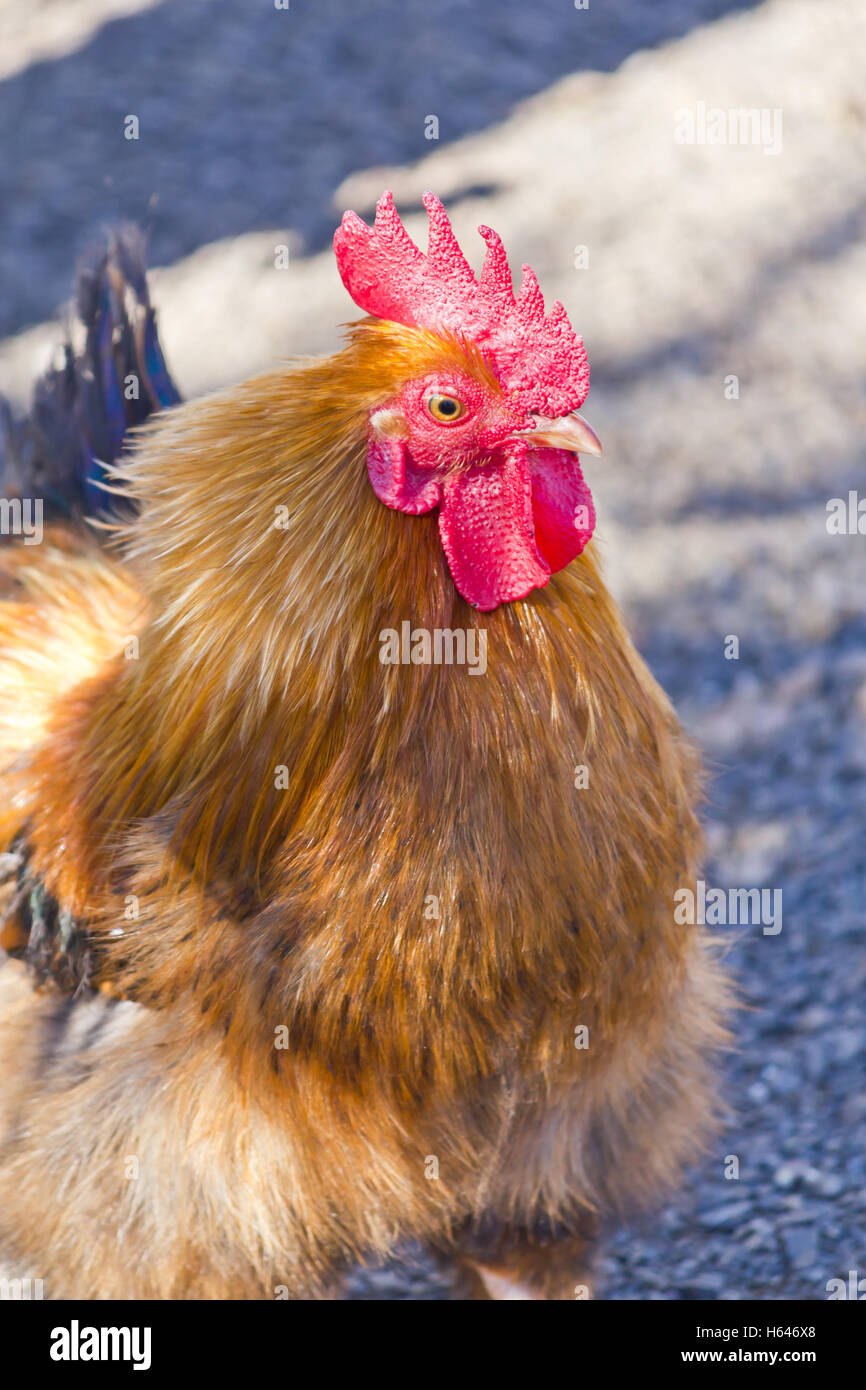 Detailed image of the rooster face Stock Photo - Alamy