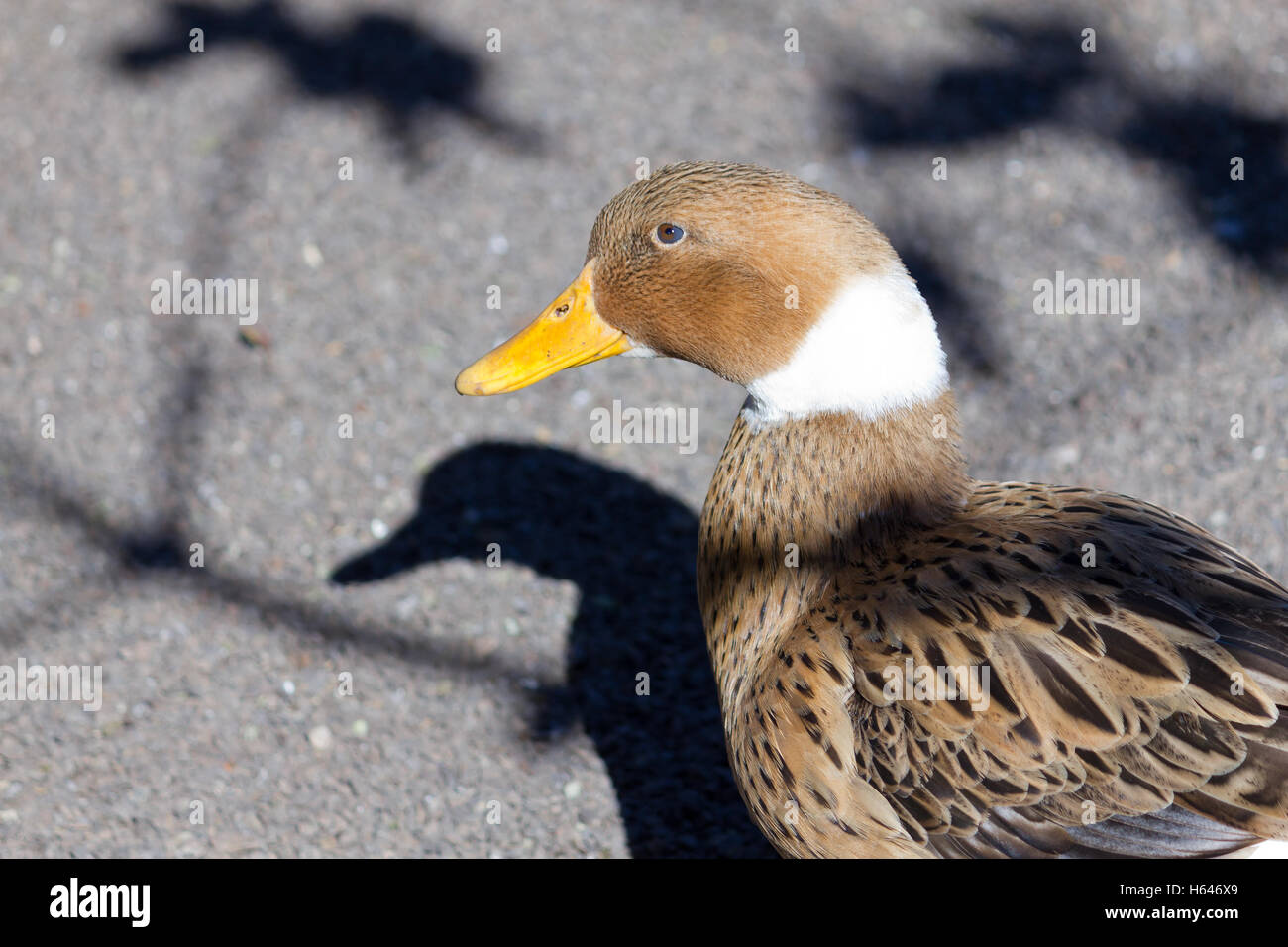 Detailed image of the duck face Stock Photo - Alamy