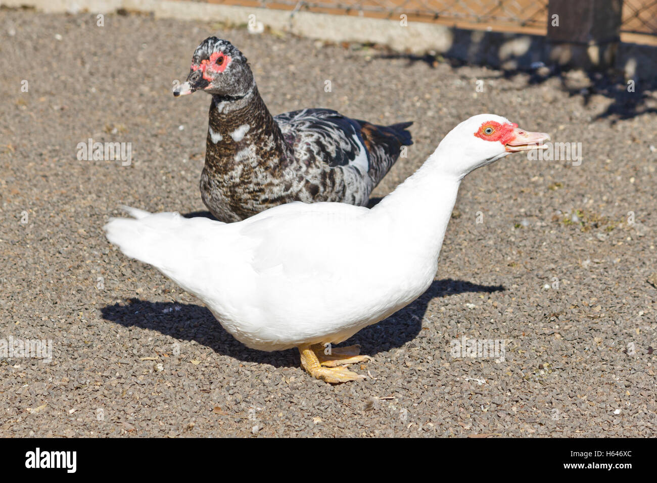 Front preen hi-res stock photography and images - Alamy
