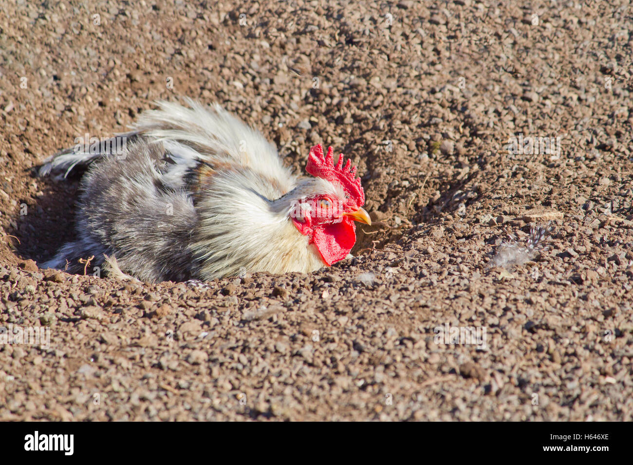 Detailed image of the cockrel in a hole Stock Photo - Alamy