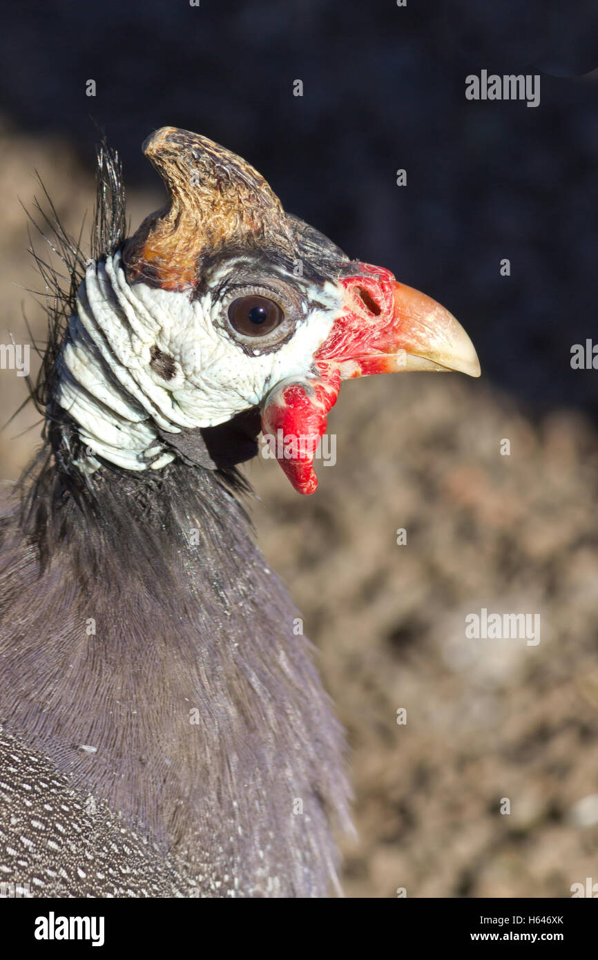 Detailed image of the Helmeted guineafowl face Stock Photo - Alamy