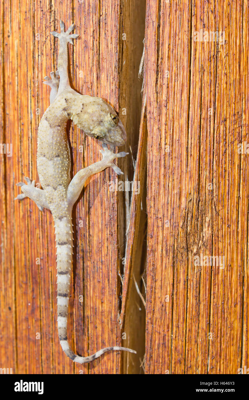 Lizard walking up tree hi-res stock photography and images - Alamy