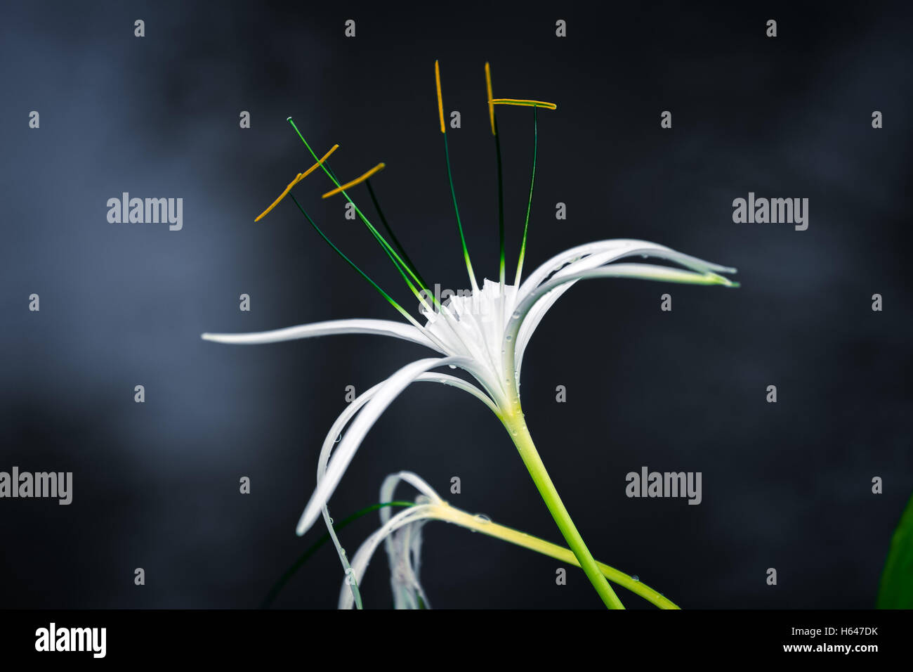 White spider lily with low key dark background with soft white smoke ...
