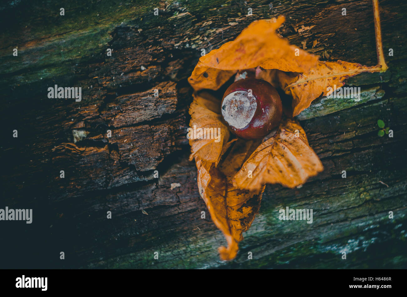 Conker tree autumn hi-res stock photography and images - Alamy