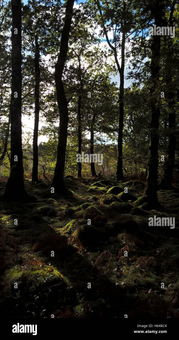 Dalavich Dial Abhaich Forest Village Argyll and Bute Stock Photo - Alamy