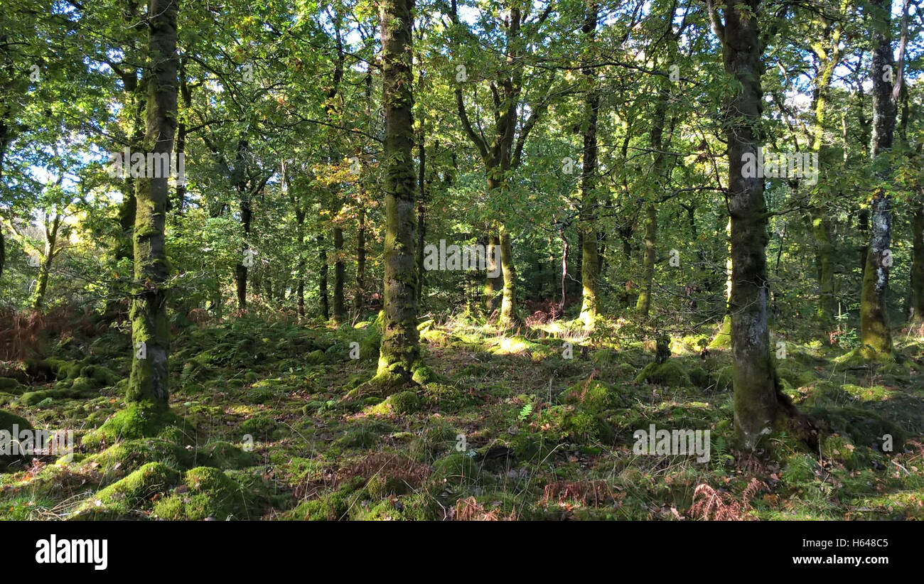 Dalavich Dial Abhaich Forest Village Argyll and Bute Stock Photo - Alamy