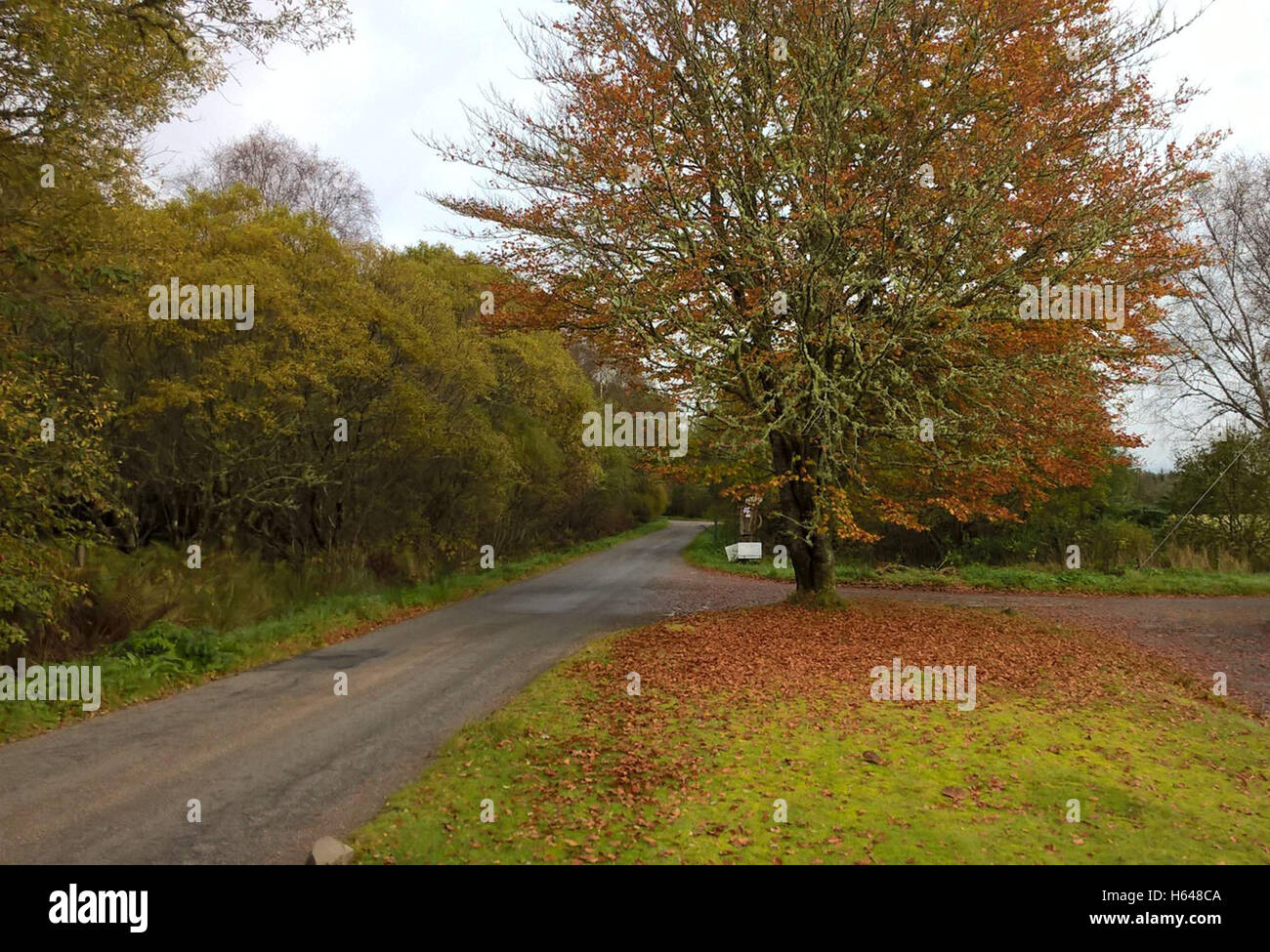 Dalavich Dial Abhaich Forest Village Argyll and Bute Stock Photo - Alamy