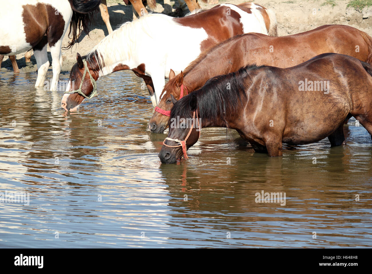 horses drink water nature scene Stock Photo - Alamy