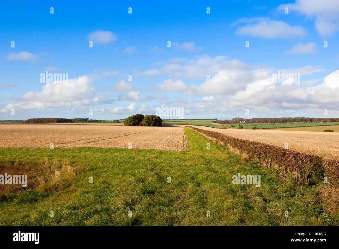Autumn landscape with neatly cut hawthorn hedgerows, stubble fields and ...