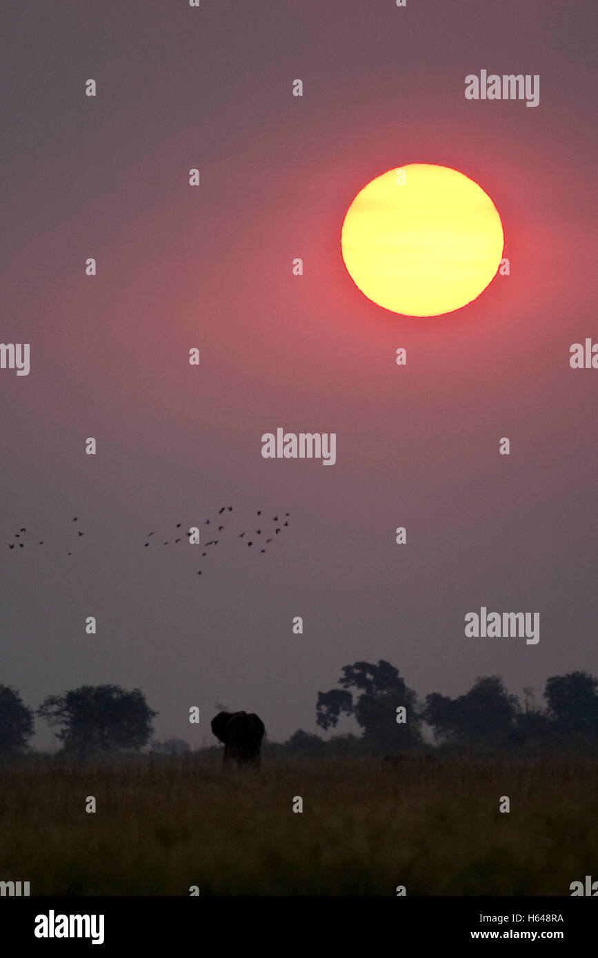 Botswana national parks hi-res stock photography and images - Alamy