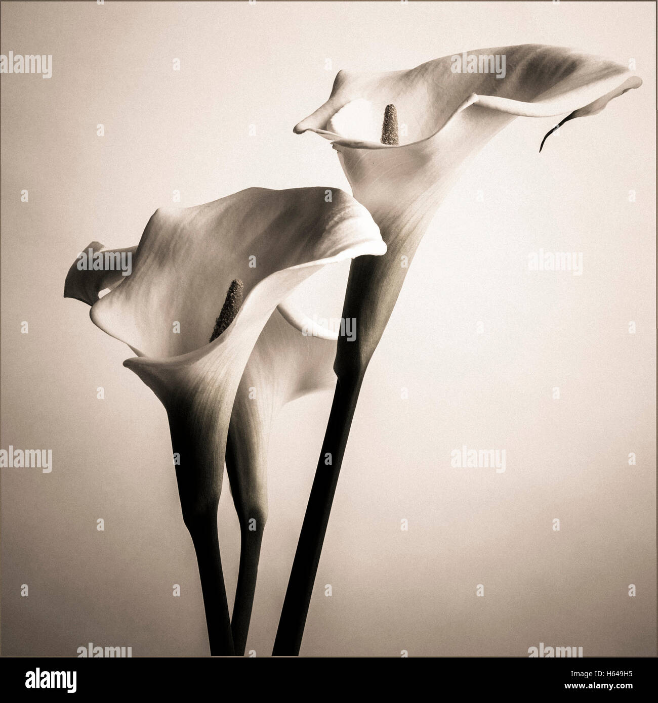 Arum lily flowers hi-res stock photography and images - Alamy