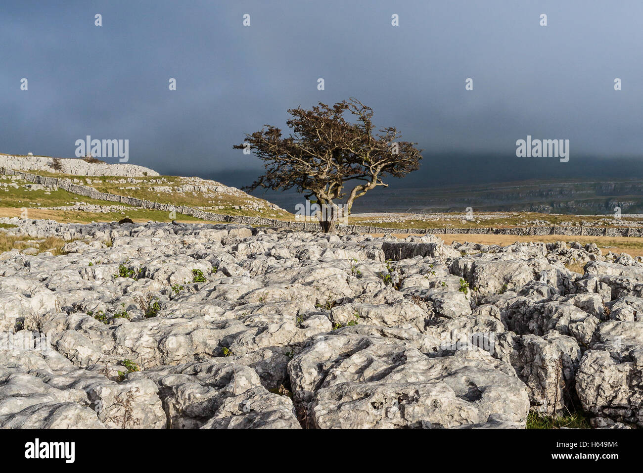 Tree scar hi-res stock photography and images - Alamy