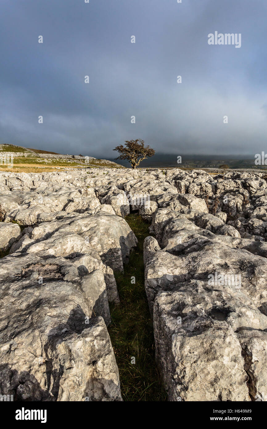Lone tree at Twistleton Scar Ingleton Stock Photo - Alamy