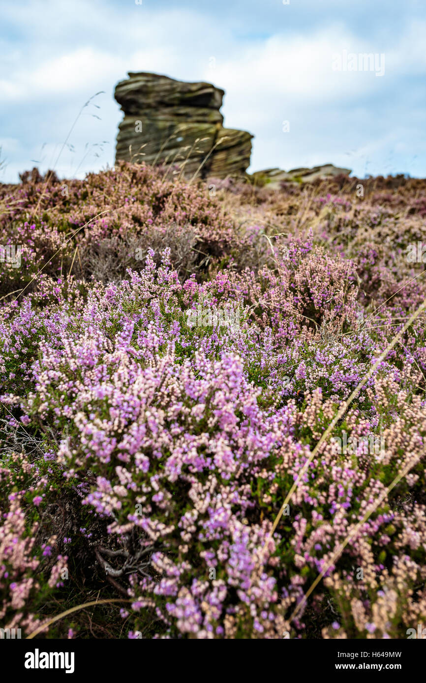 September heather at the Mother Cap - Millstone Edge Stock Photo - Alamy
