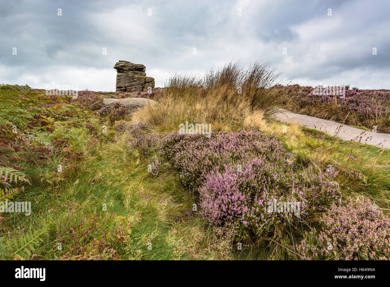 September heather at the Mother Cap - Millstone Edge Stock Photo - Alamy