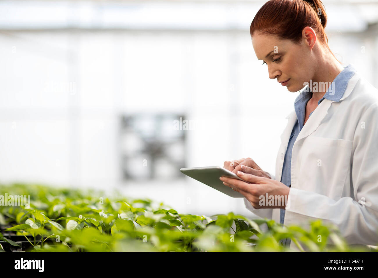 Female scientist checking plants in greenhouse Stock Photo - Alamy