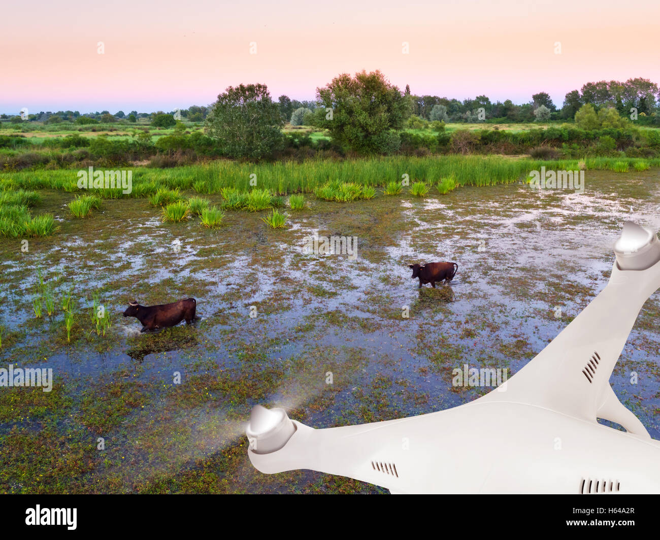 Drone animal hi-res stock photography and images - Alamy