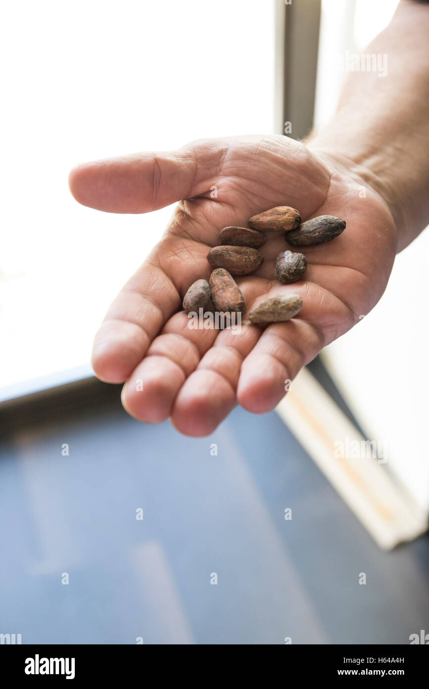 Cocoa beans in hand Stock Photo - Alamy