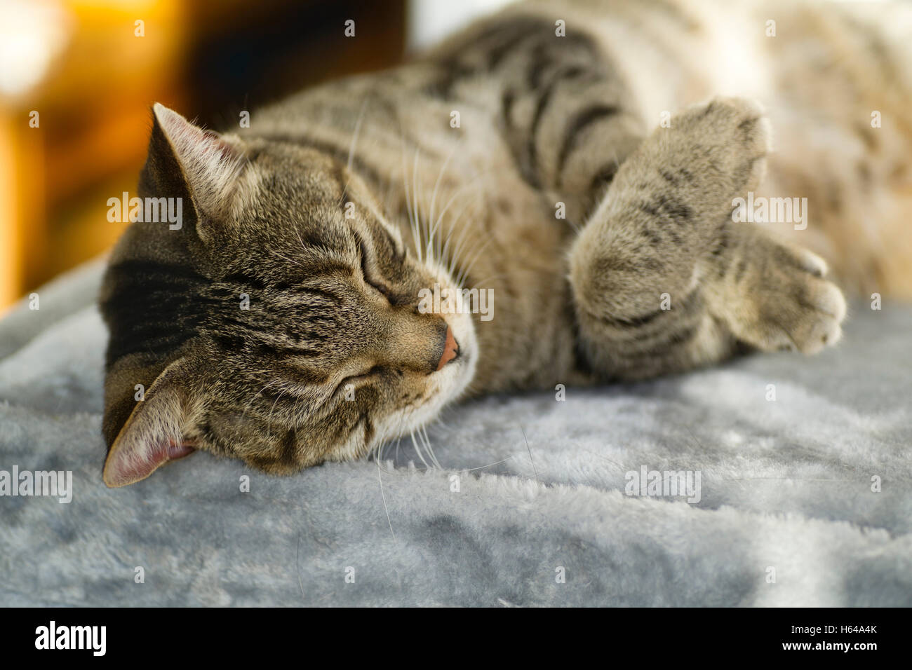 Sleeping tabby cat Stock Photo - Alamy