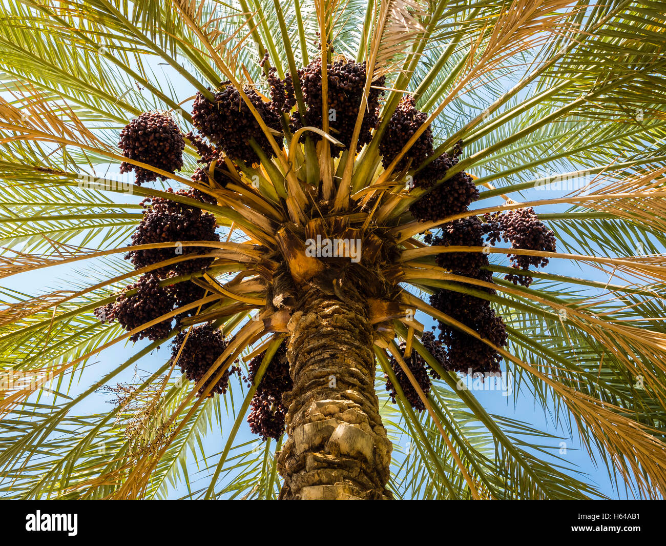 Date palm view hi-res stock photography and images - Alamy