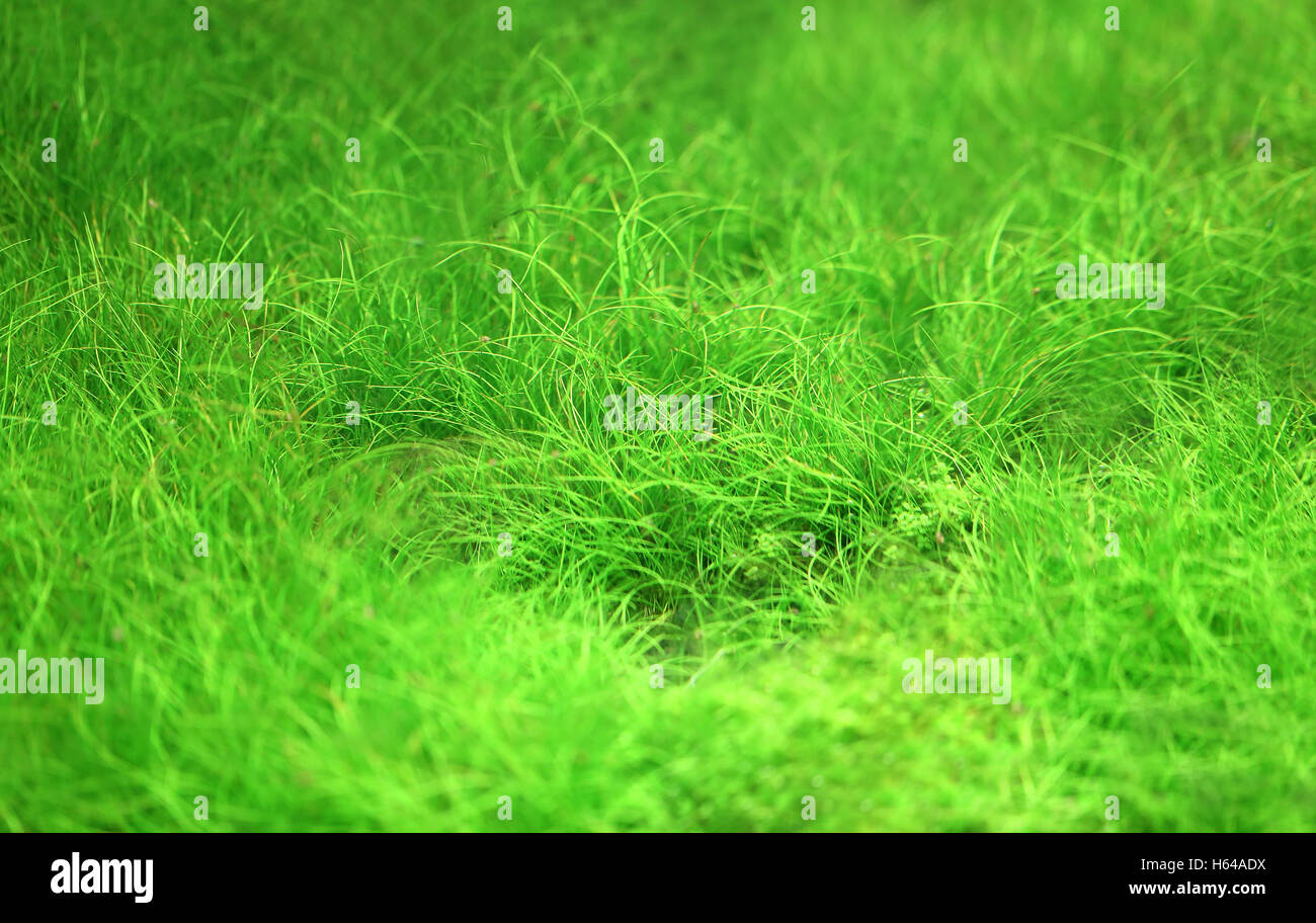beautiful lawn of green grass is photographed in close-up Stock Photo ...
