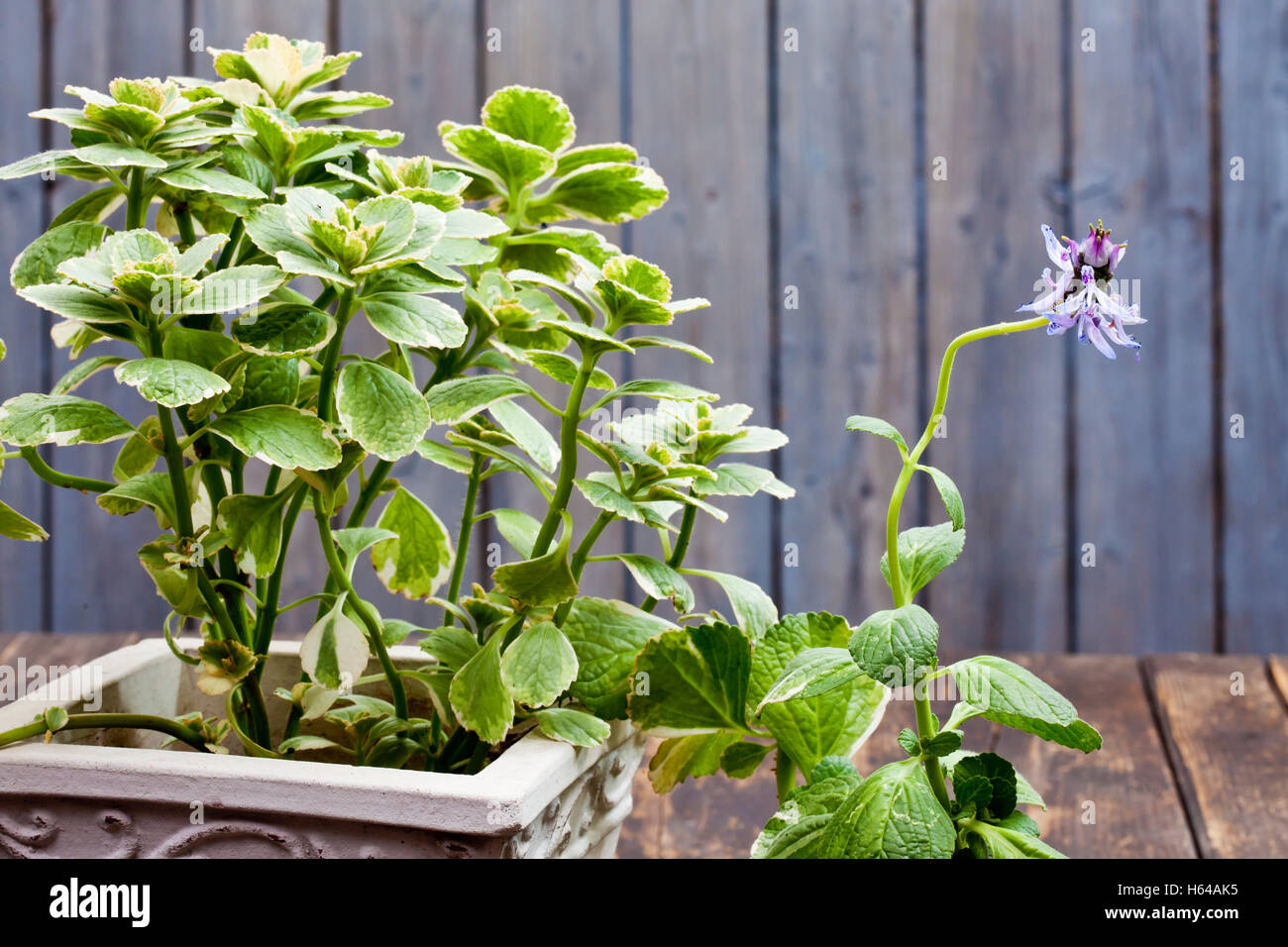 Piss off plant, Plectranthus caninus Stock Photo - Alamy