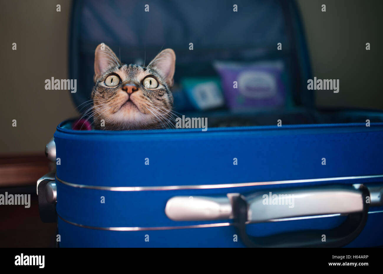Tabby cat inside of blue suitcase Stock Photo - Alamy