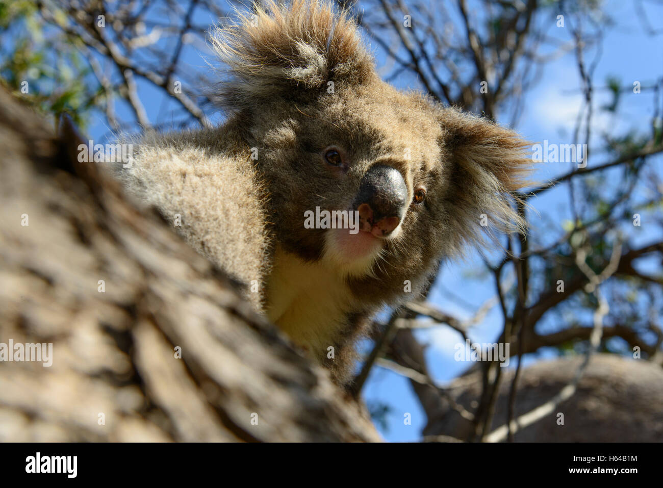 Australia, portrait of koala Stock Photo - Alamy