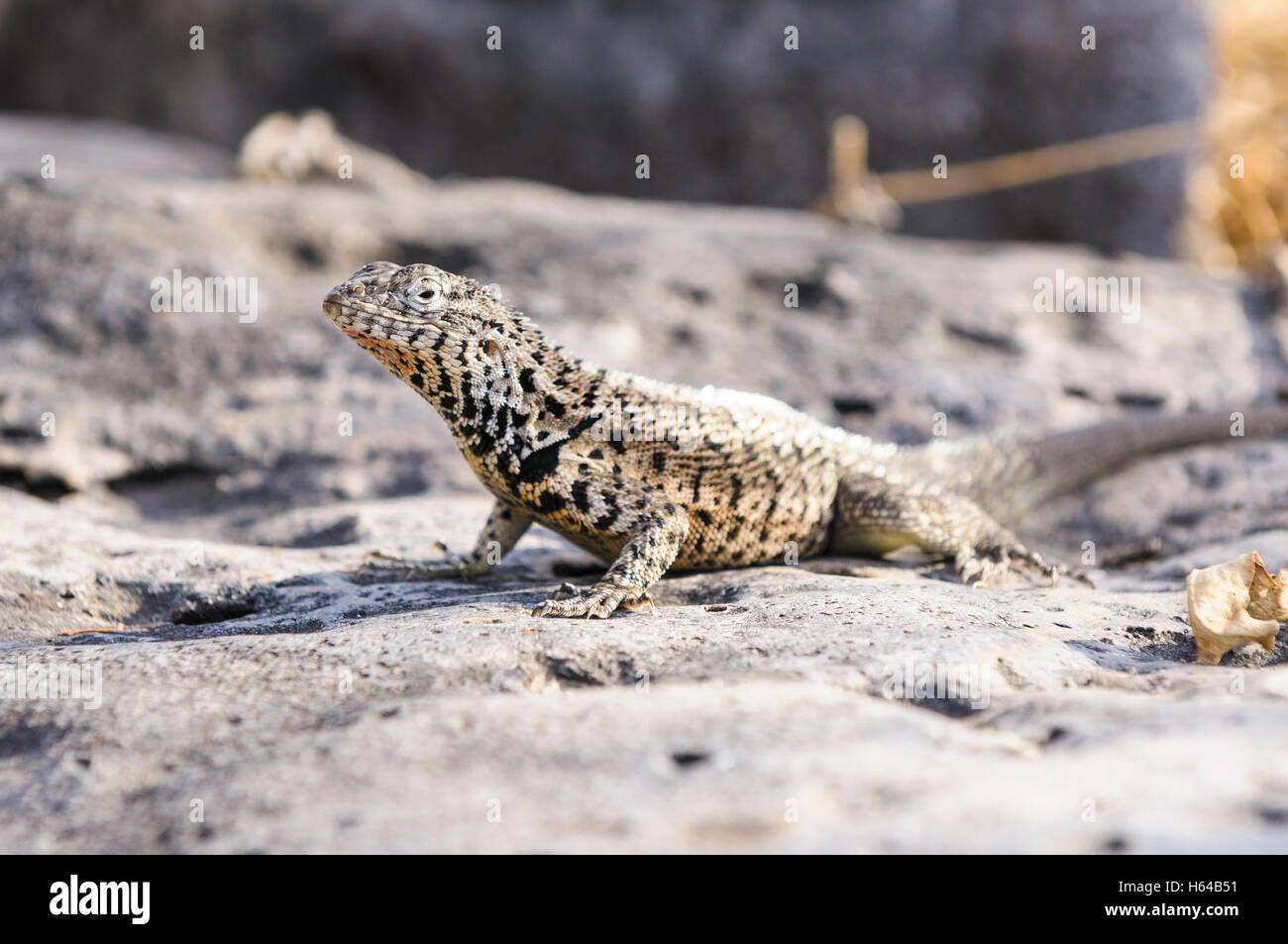 Ecuador, Galapagos Islands, Santa Fe, Galapagos Lava Lizard Stock Photo ...