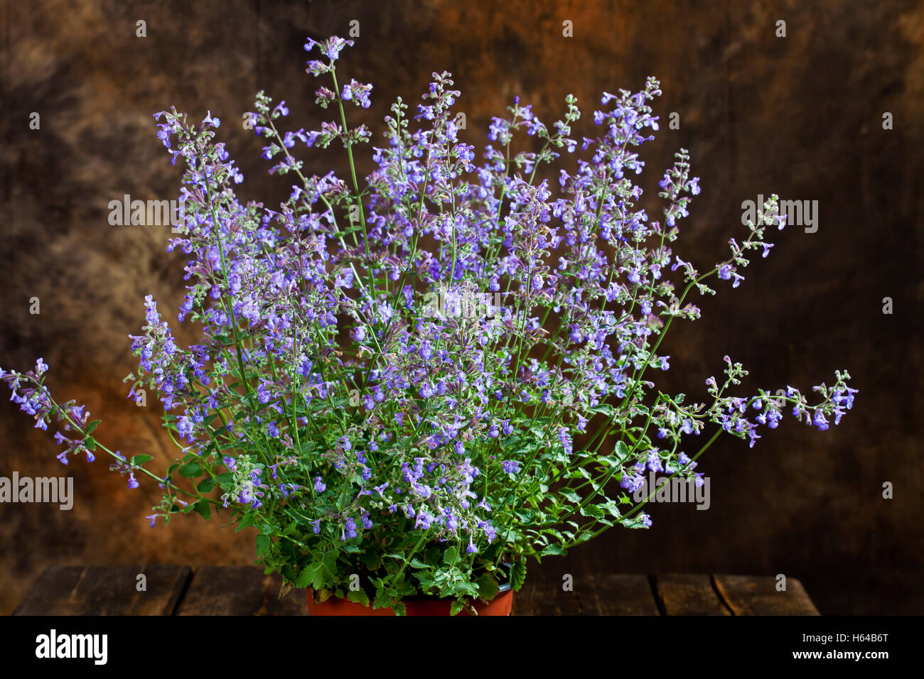 Catmint, Nepeta cataria, in pot Stock Photo - Alamy
