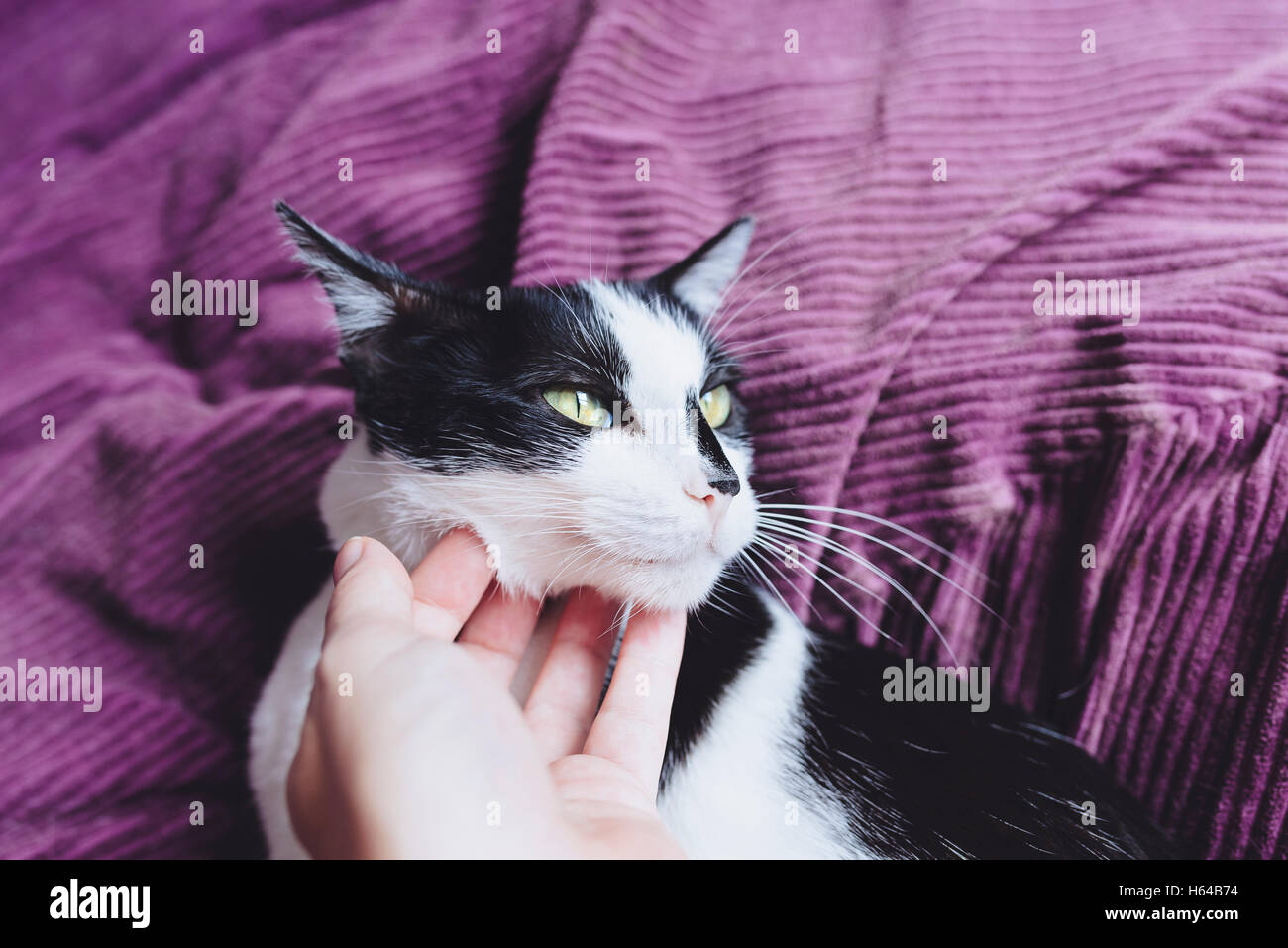 Black hand white hand hi-res stock photography and images - Alamy