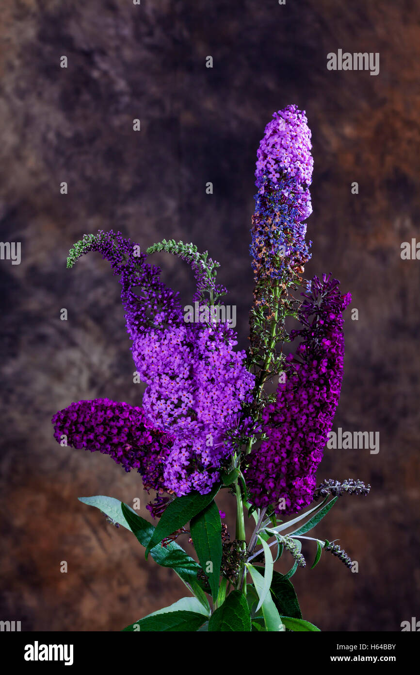 Butterfly bush, Buddleja Stock Photo - Alamy