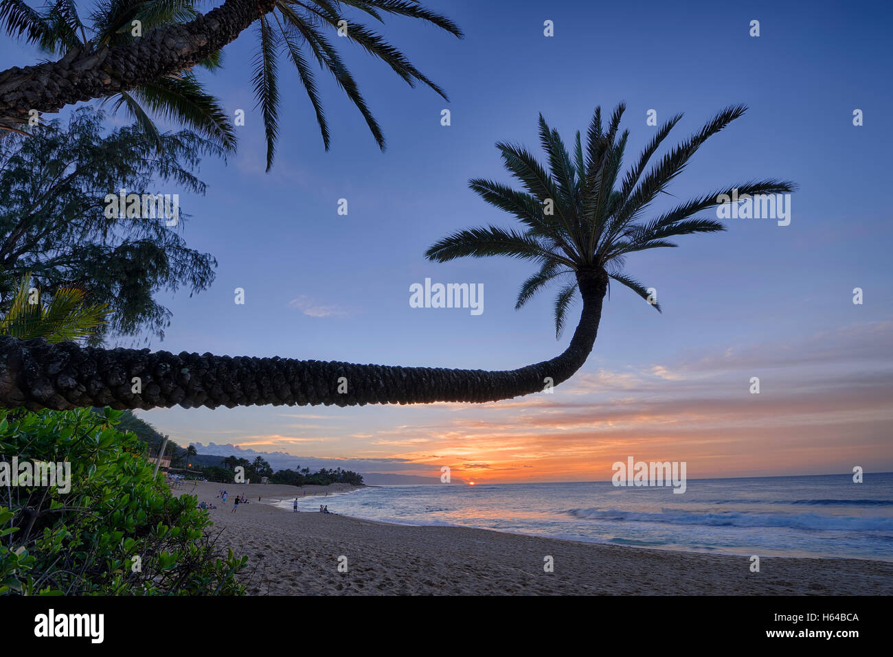 USA, Hawaii, Oahu, palm trees on the beach by sunset Stock Photo - Alamy