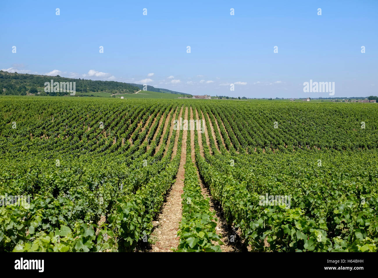 Romanee conti burgundy france hi-res stock photography and images - Alamy