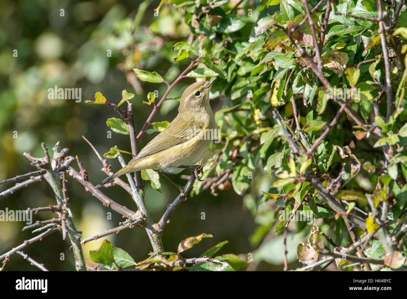 Chiffchaff (Phylloscopus collybita) foraging in coastal scrub whilst on ...